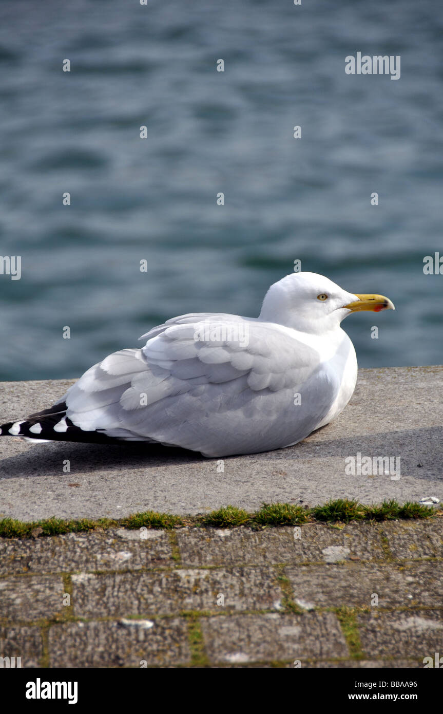 A seagull, Dartmouth Harbour, Devon, England Stock Photo - Alamy