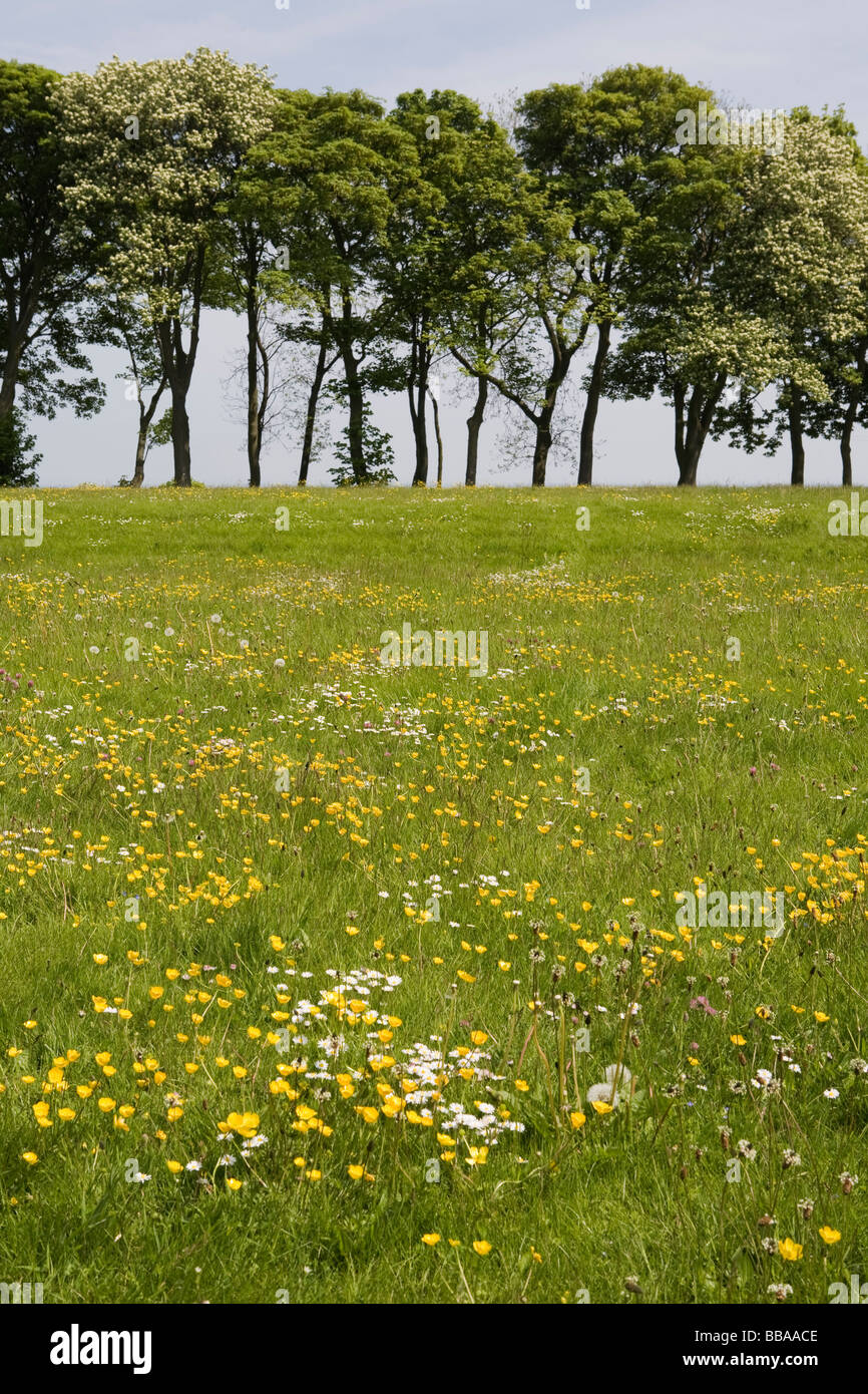 Spring meadow with wild flowers, north east England, UK Stock Photo - Alamy