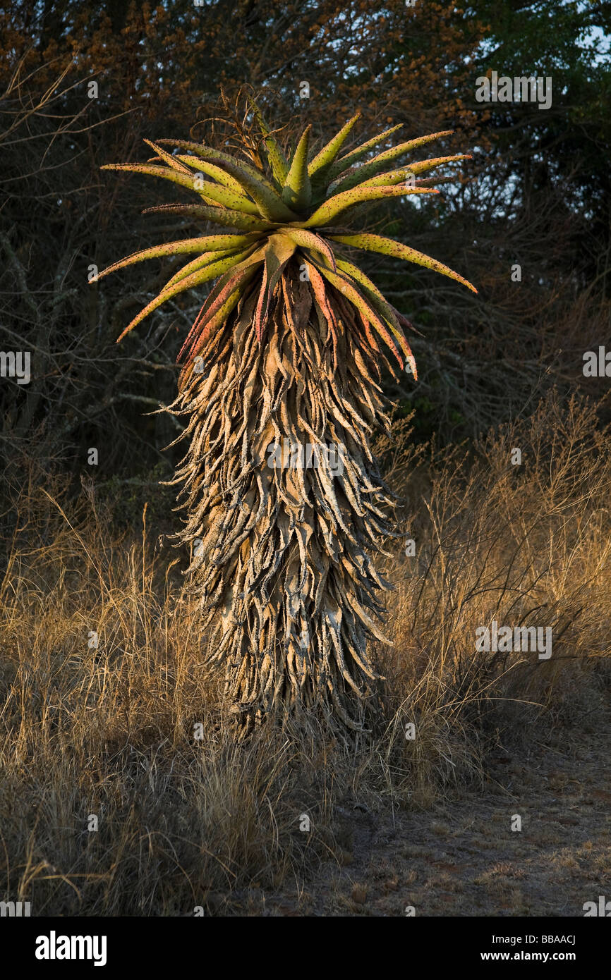 Aloe plant, South Africa Stock Photo - Alamy