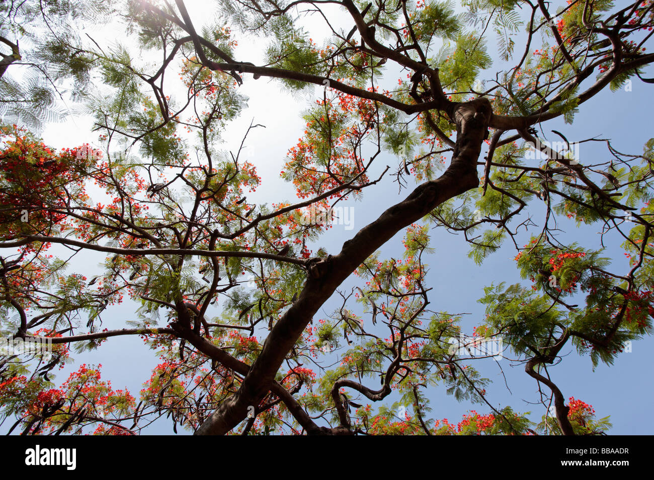 Flowers of Flame tree bloom in summer Stock Photo - Alamy