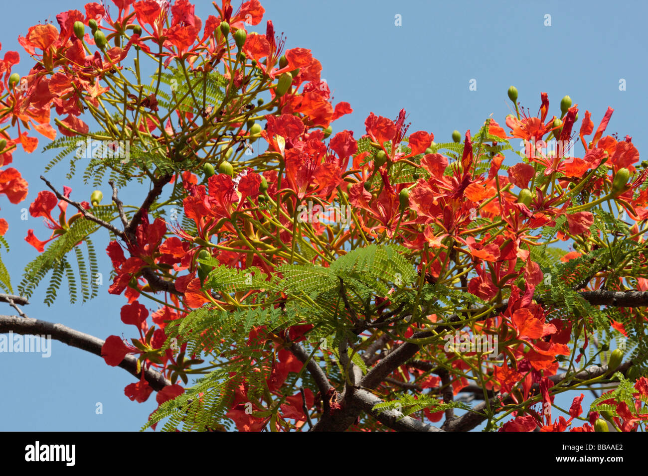 Flowers of Flame tree bloom in summer Stock Photo - Alamy