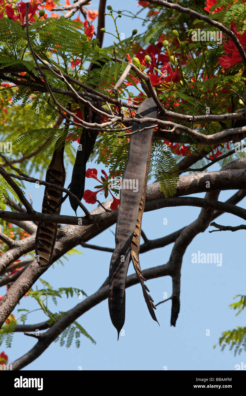 Pods of Flame tree Stock Photo - Alamy