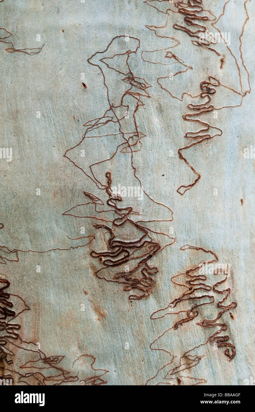 Pattern on the bark of Scribbly Gum or Eucalyptus Signata NSW Australia ...