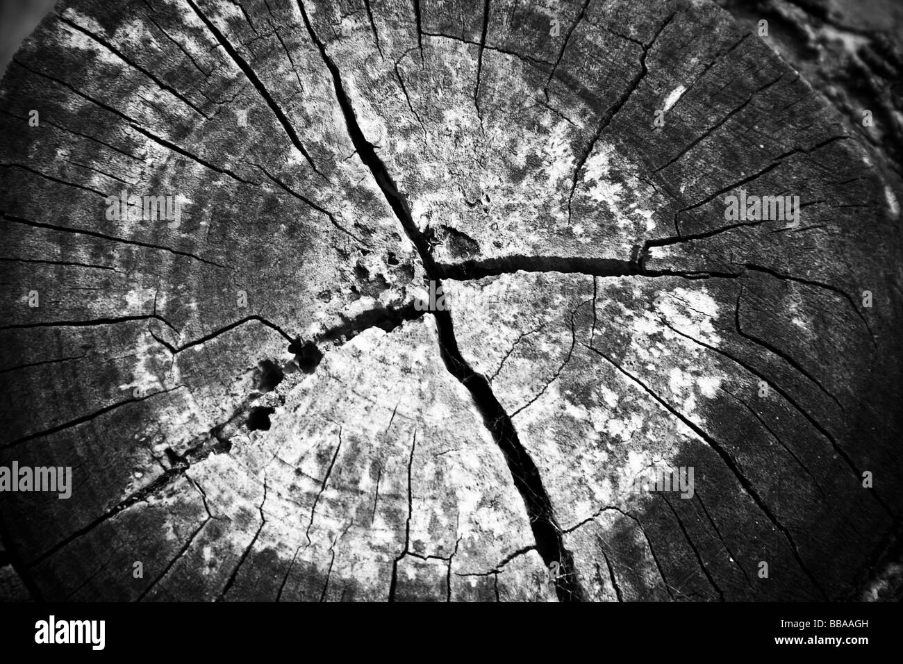 Cut our detail Black and White Stock Photos & Images - Alamy