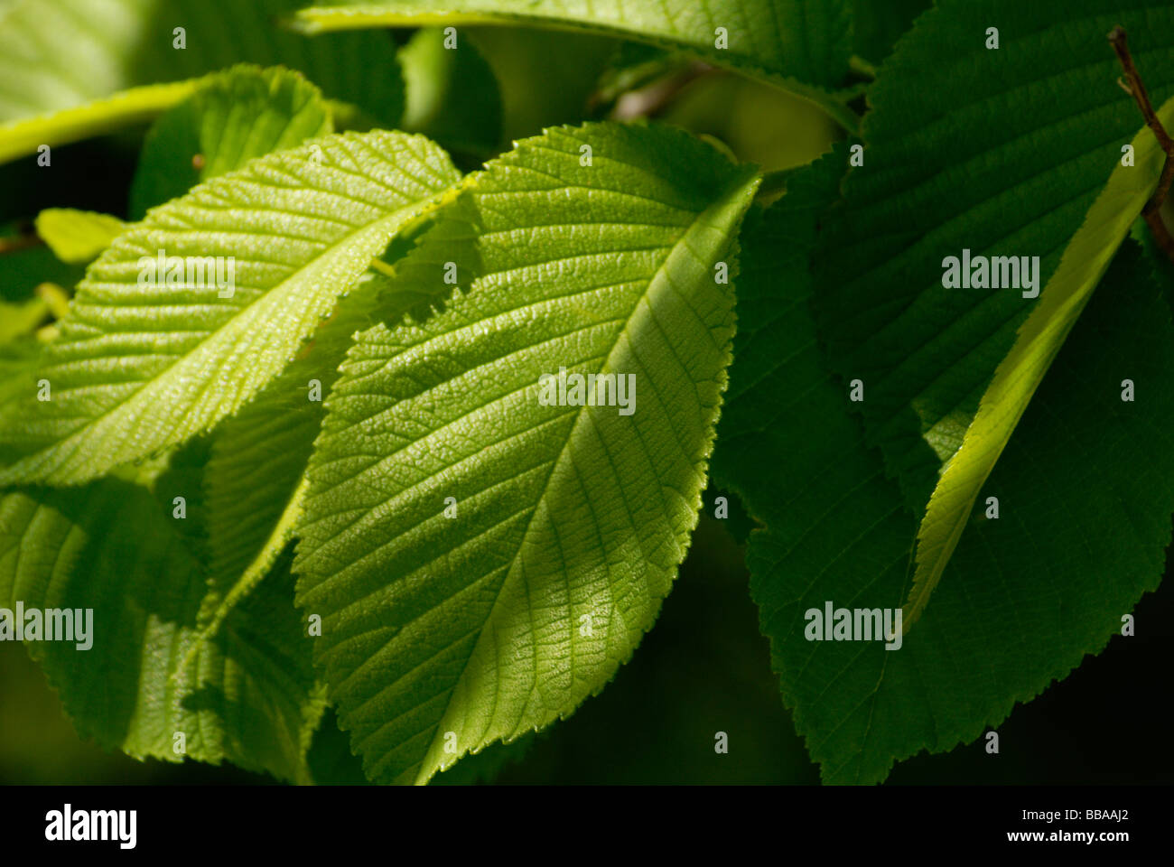 Light and shadow in leaf ridges hi-res stock photography and images - Alamy