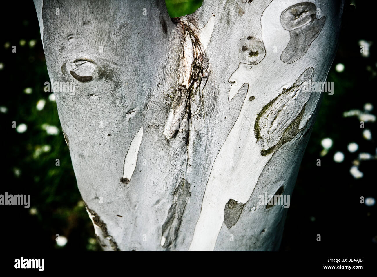 Interesting tree trunk hi-res stock photography and images - Alamy
