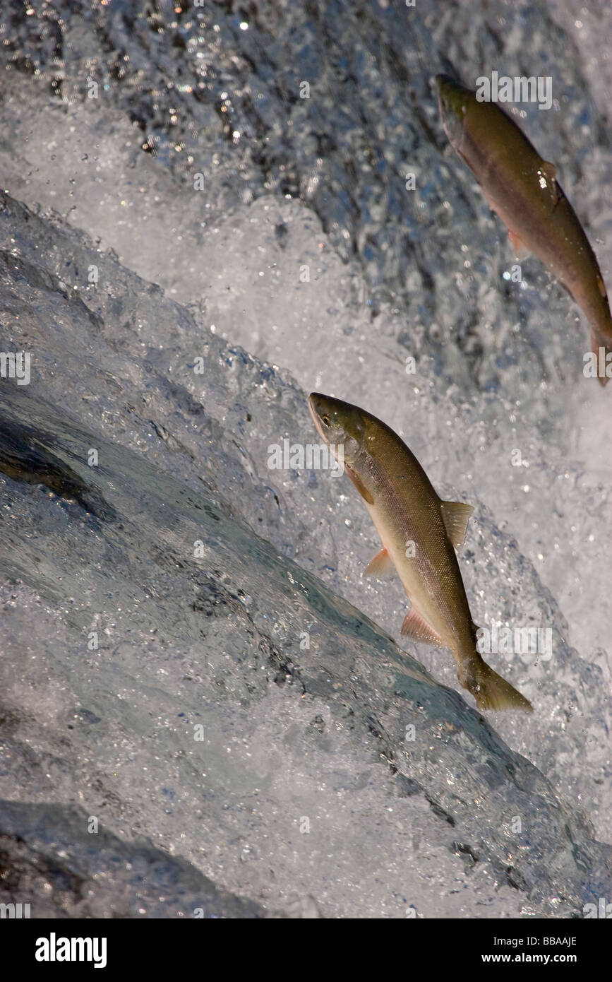 Sockeye Salmon jumping up waterfall to spawn Oncorhynchus nerka Katmai ...