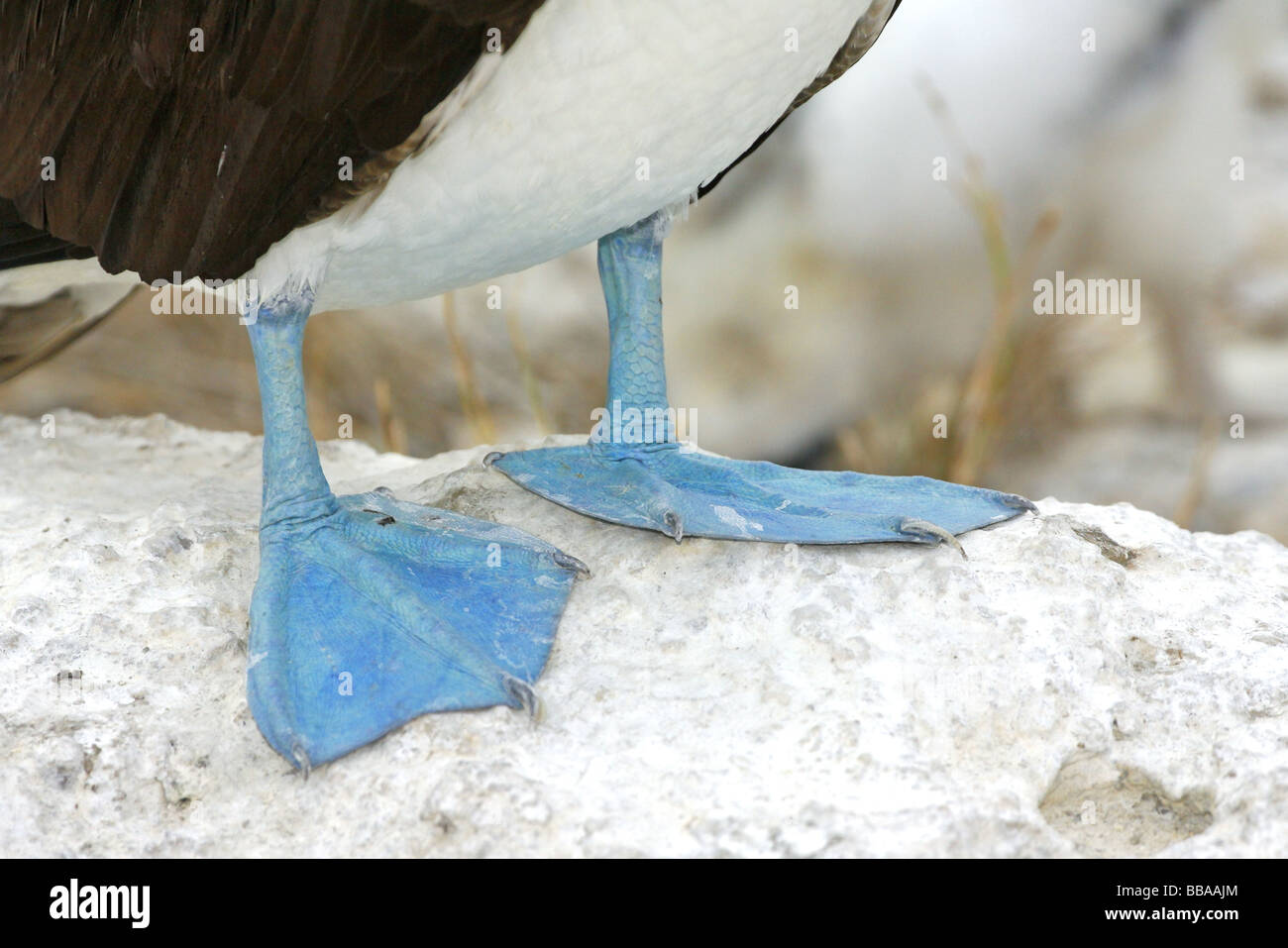 Blue-footed Booby feet Stock Photo - Alamy
