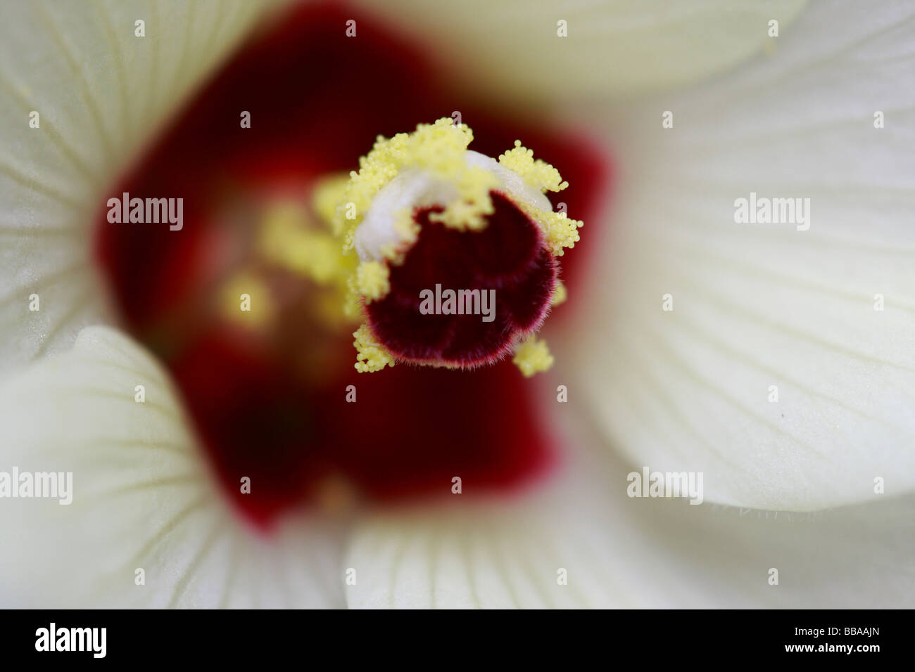 Ladysfinger hi-res stock photography and images - Alamy