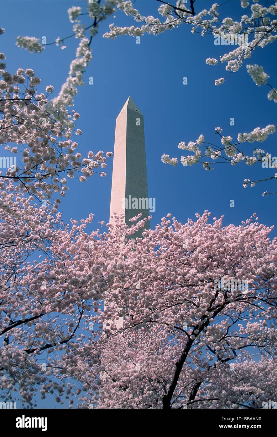 Spring Cherry Blossoms and Washington Monument in Washington DC Stock ...