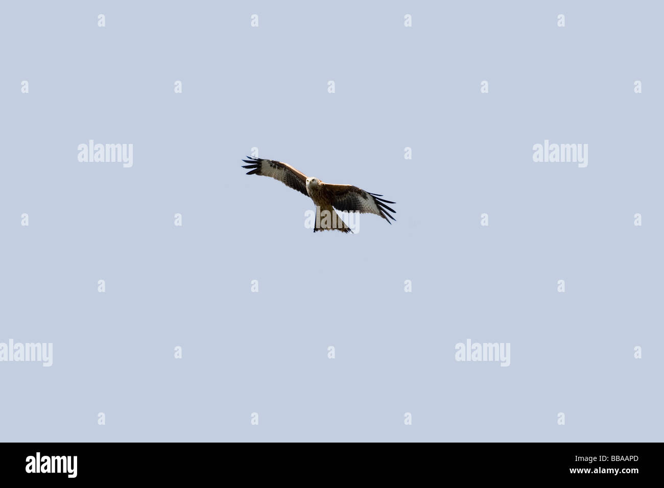 Red Kite at Harewood House Leeds West Yorkshire Nov 2008 Stock Photo ...