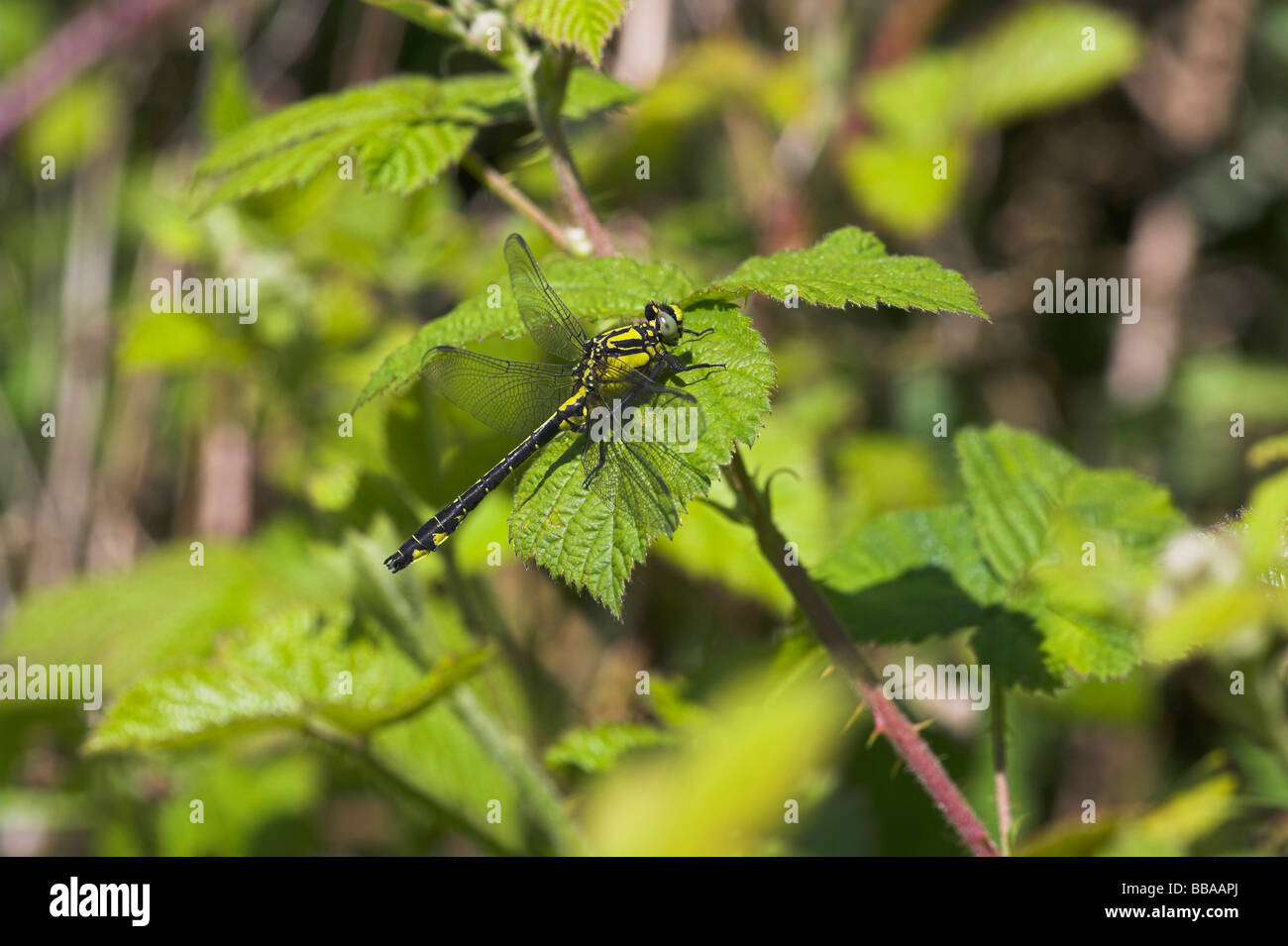 Club-tailed Dragonfly Gomphus vulgatissimus immature male resting on ...