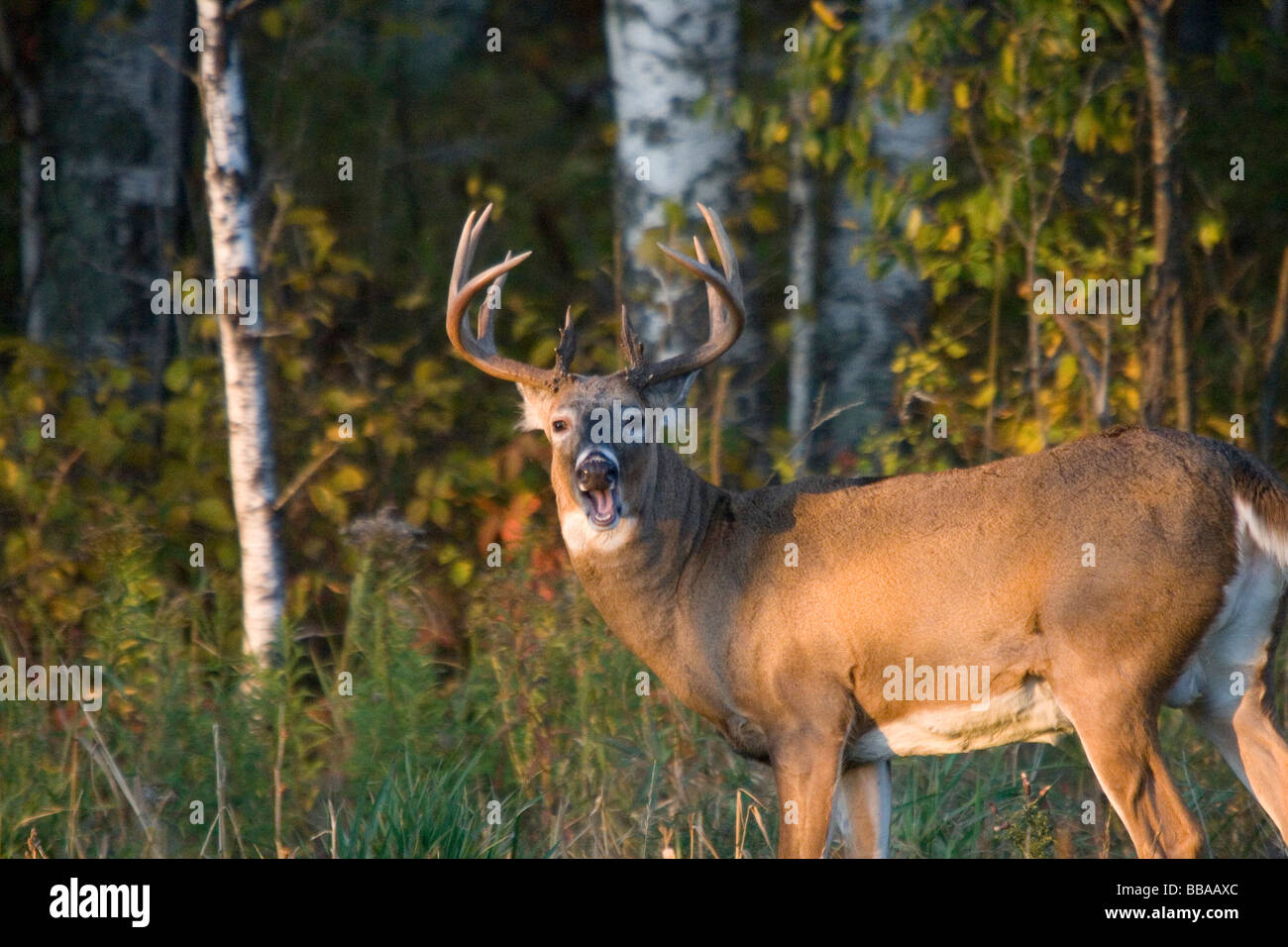 White tailed buck odocoileus hi-res stock photography and images - Alamy
