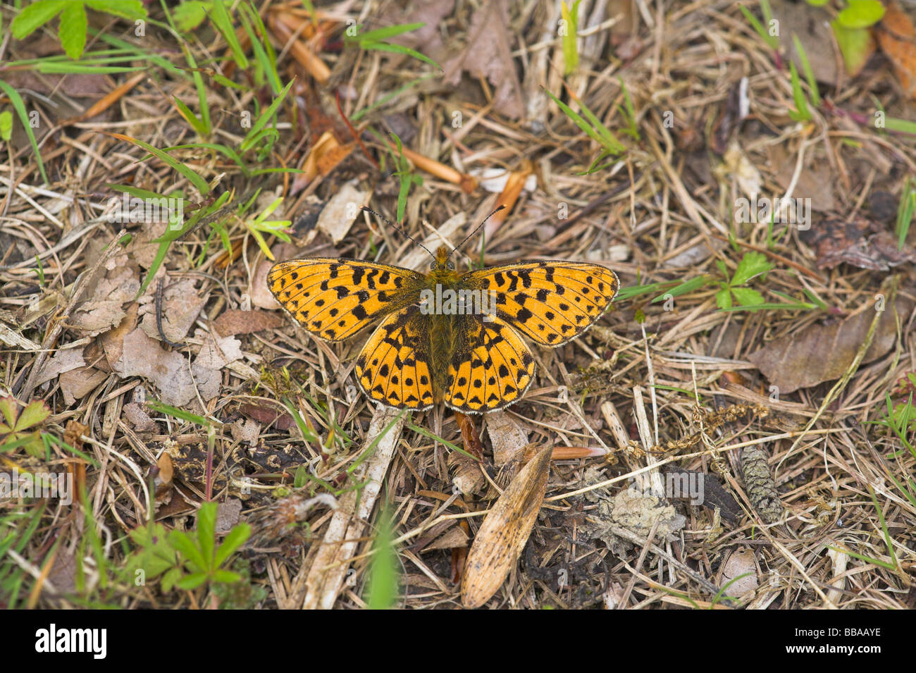 Ground pearl insect hi-res stock photography and images - Alamy