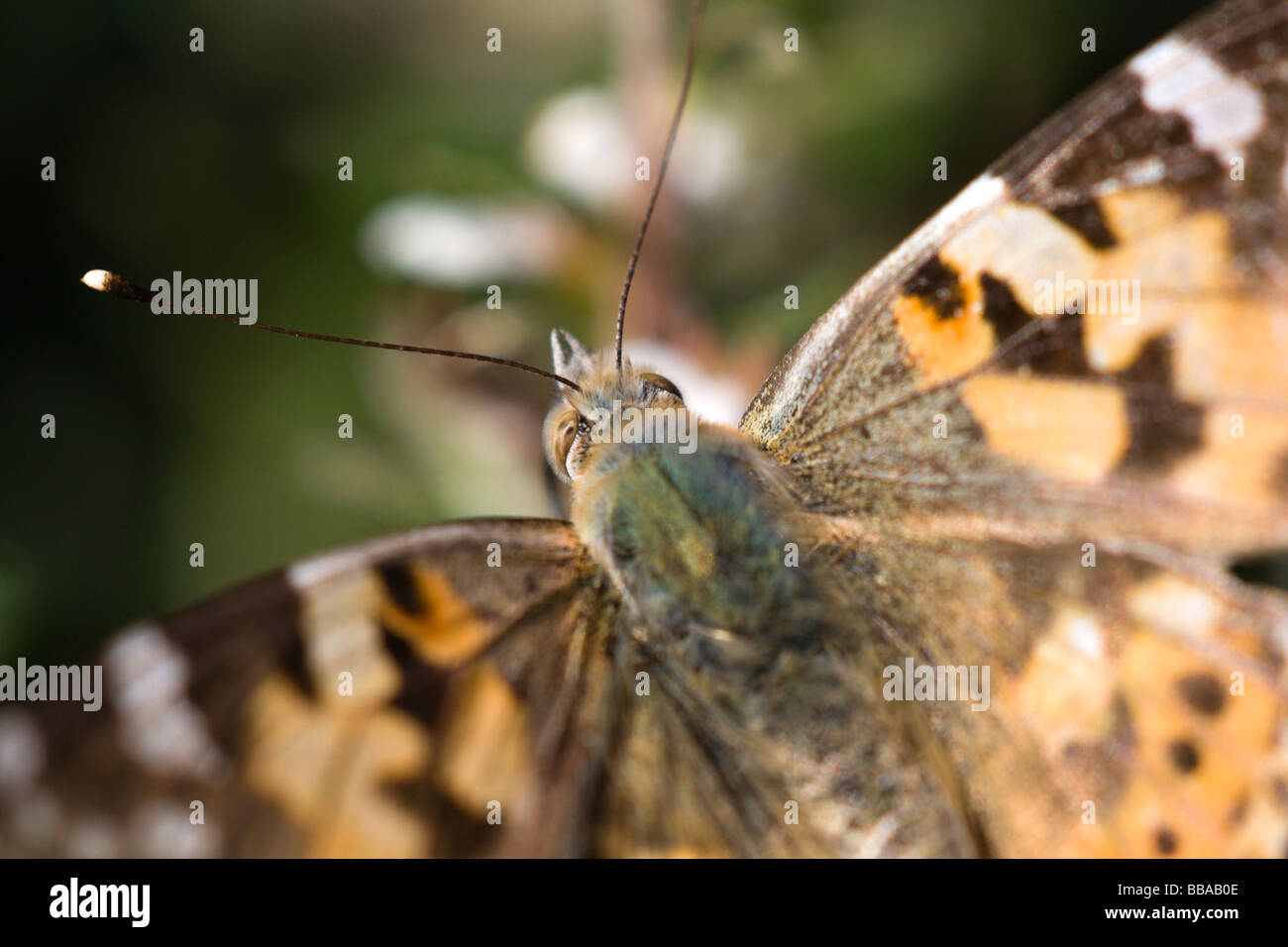 Head, wings and torso of a Painted Lady (Vanessa cardui) butterfly ...