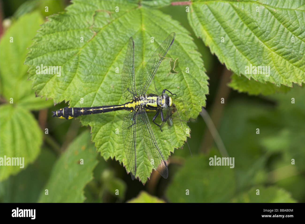 Club tailed dragonfly hi-res stock photography and images - Alamy