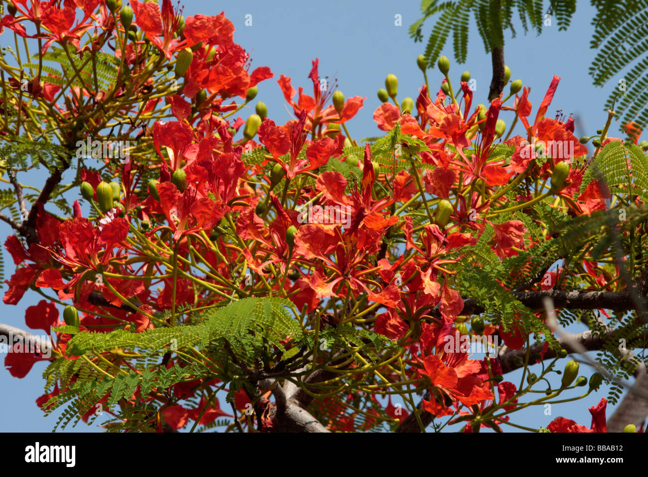 Flowers of Flame tree bloom in summer Stock Photo - Alamy