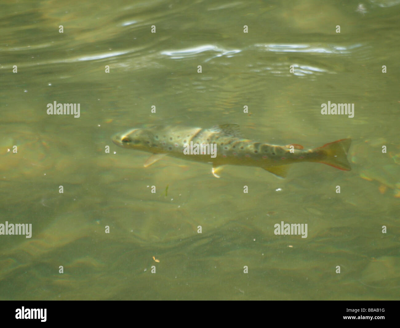 Trout swimming just below the surface of the water Stock Photo - Alamy