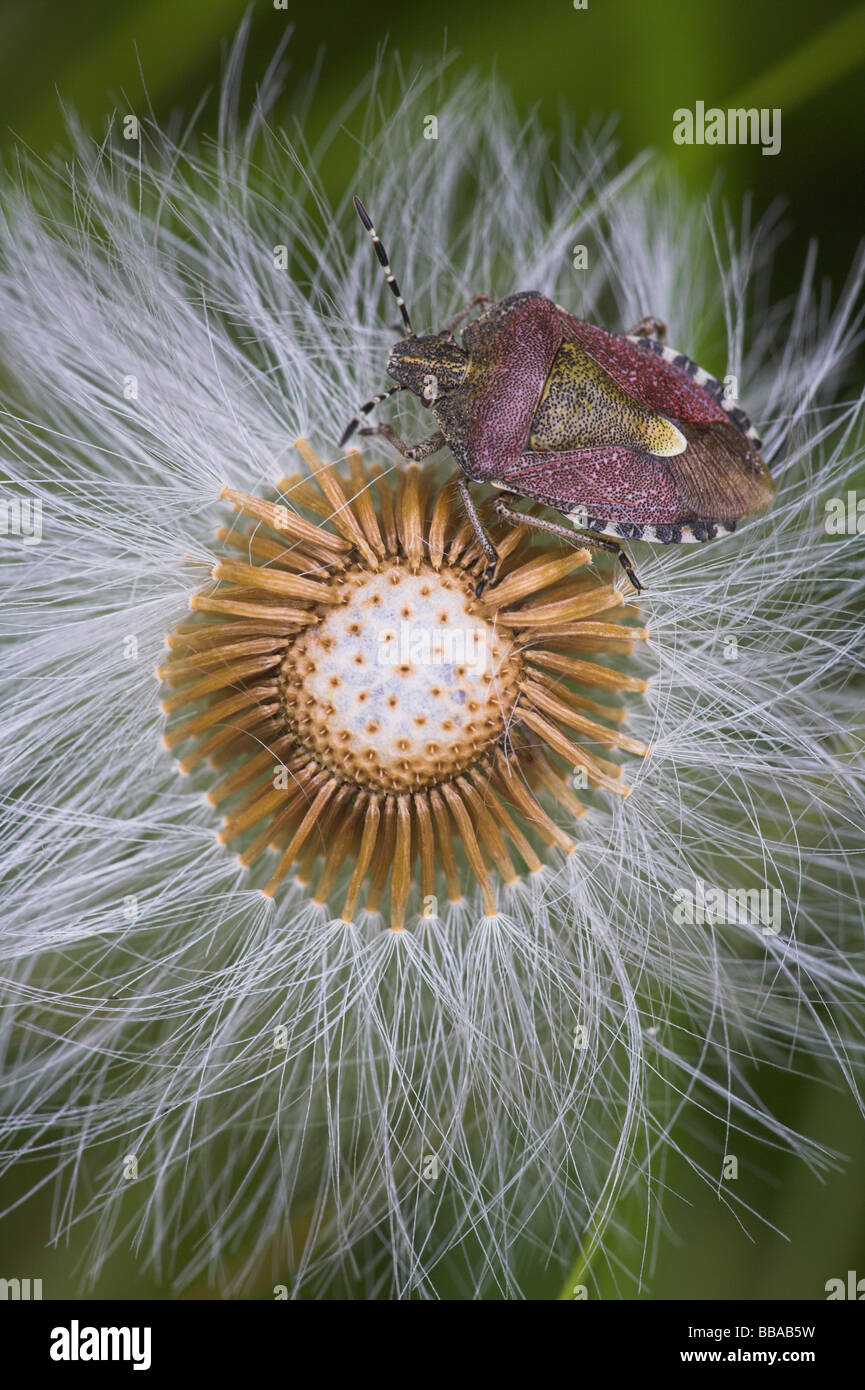 Sloe Bug Dolycoris baccarum resting on dandelion at Haugh Wood ...