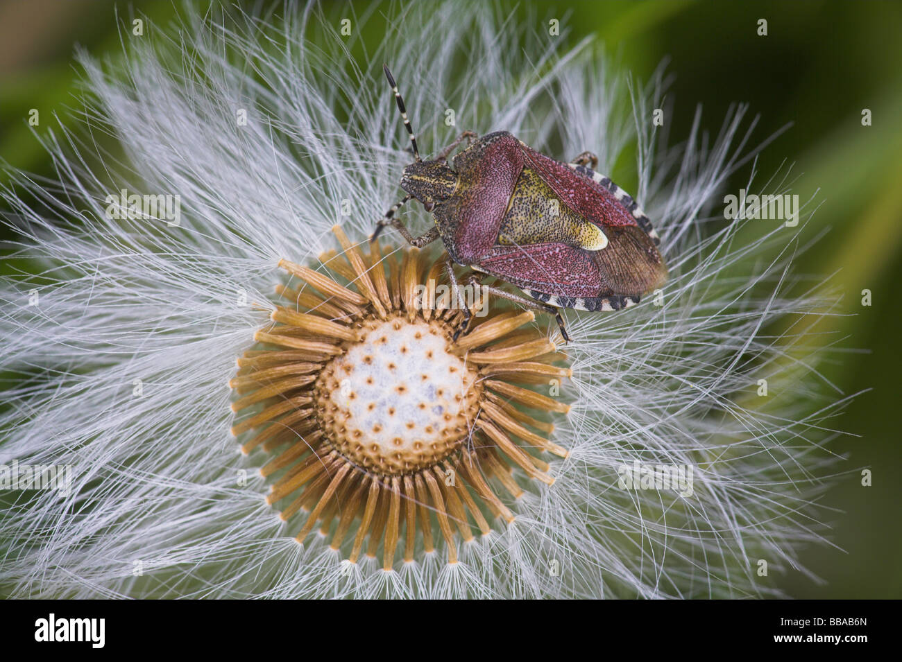 Sloe Bug Dolycoris baccarum resting on dandelion at Haugh Wood ...
