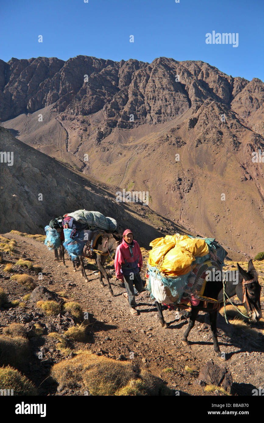 Mule train hi-res stock photography and images - Alamy