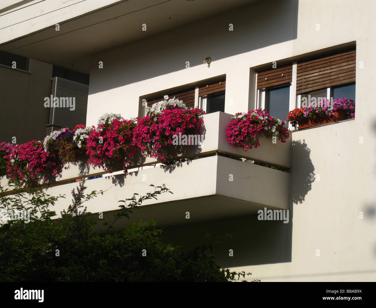 Geranium plant decorating an old Bauhaus style balcony, Downtown Tel ...