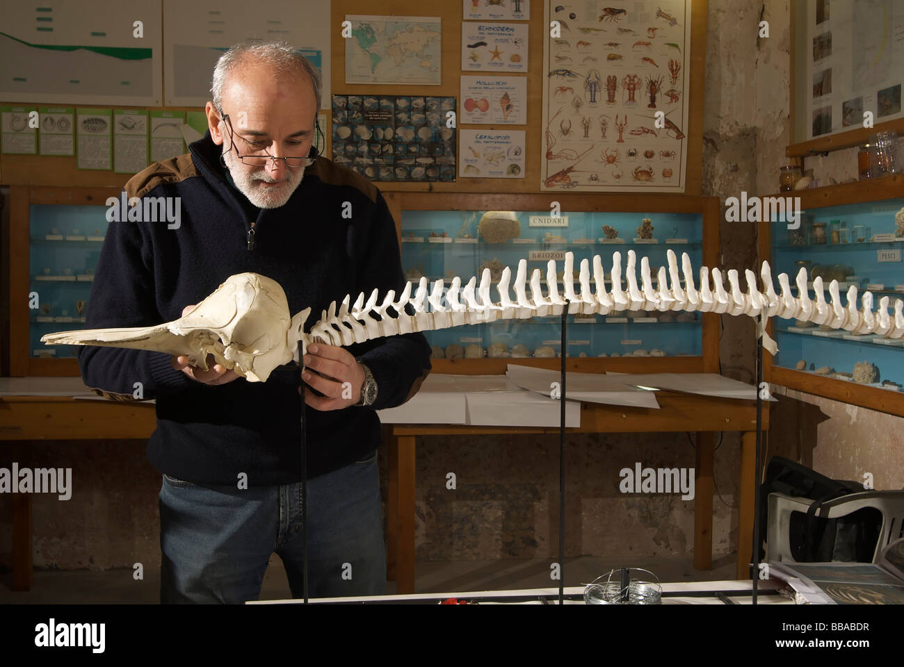 Dolphin anatomy hi-res stock photography and images - Alamy