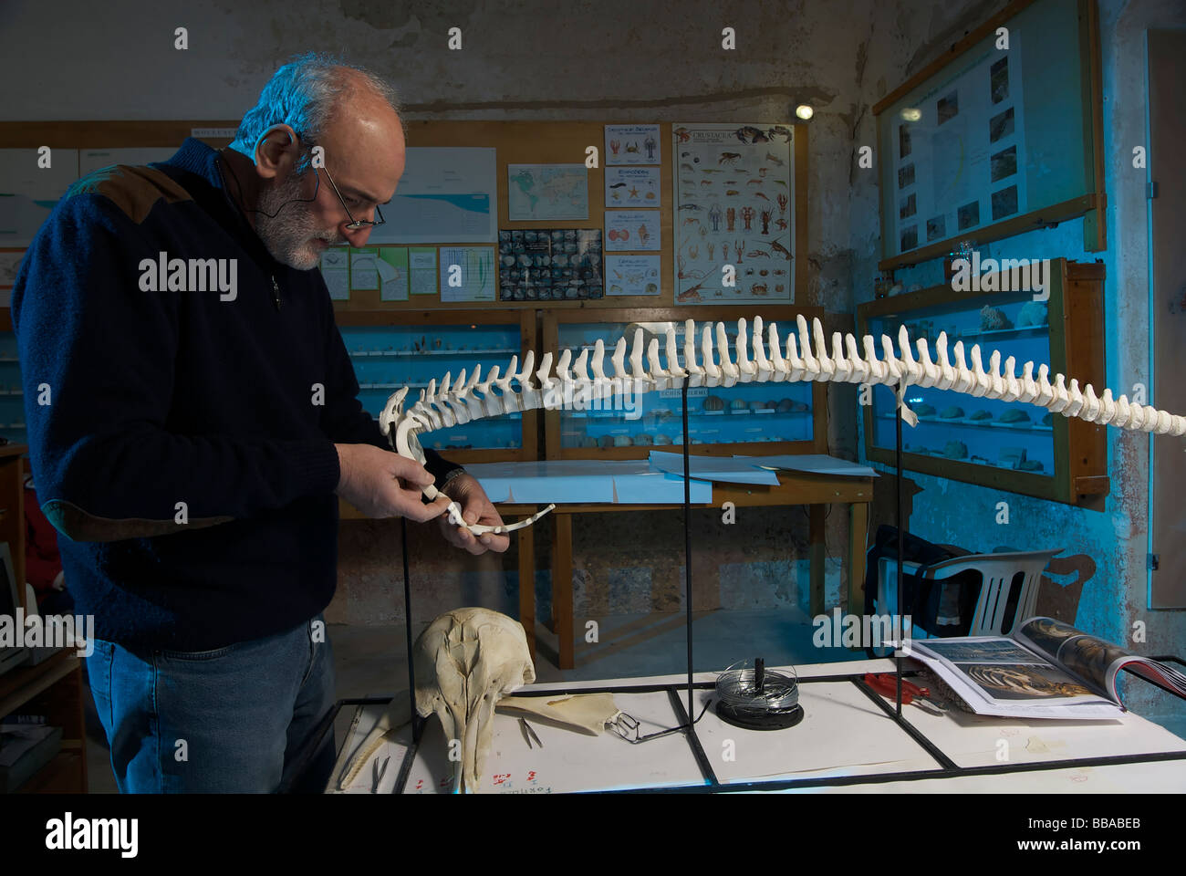 scientist working on a dolphin skeleton in the marine natural history ...