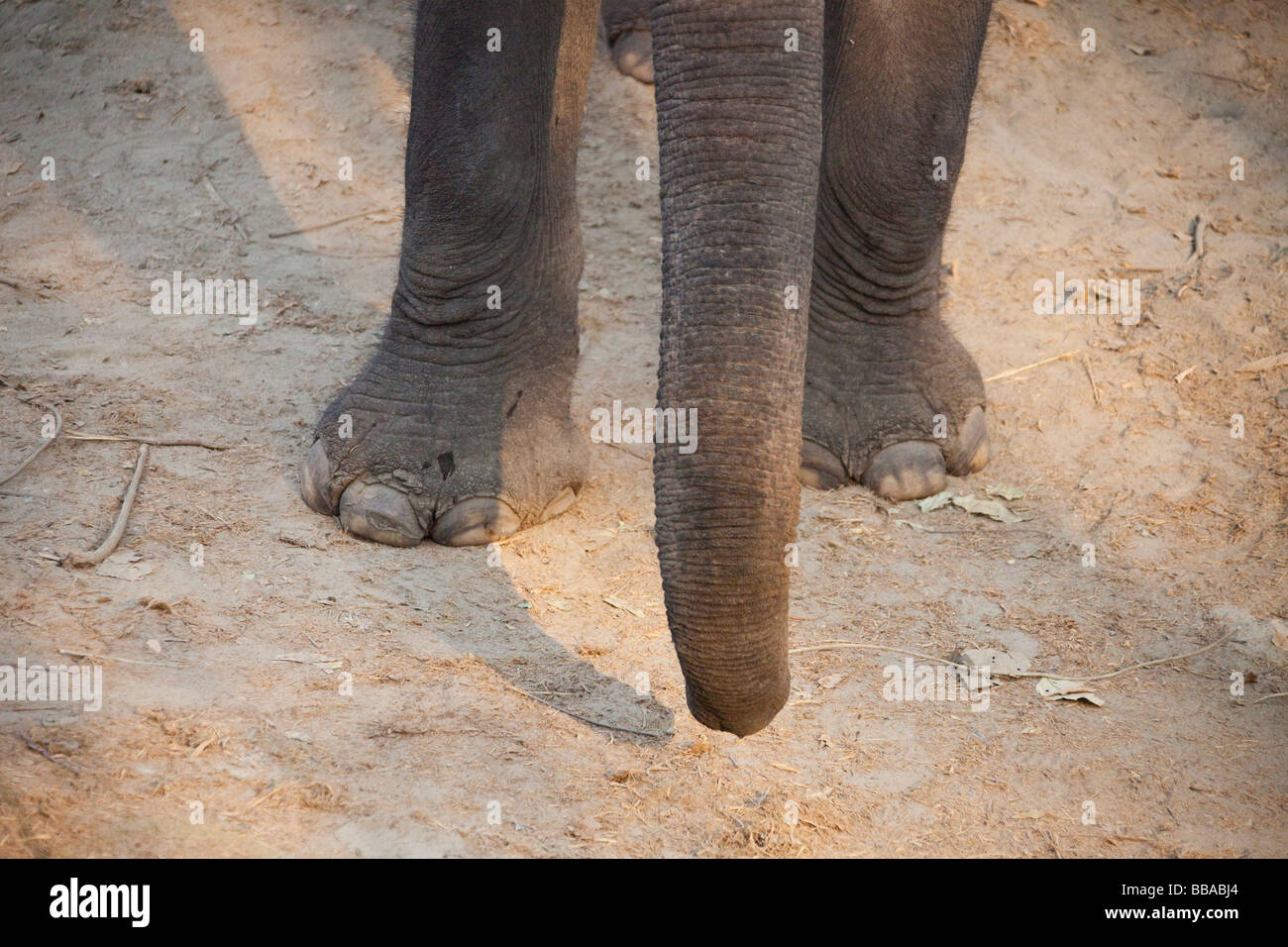 Asian Elephant, trunk details close Elephas maximus Chitwan nature ...