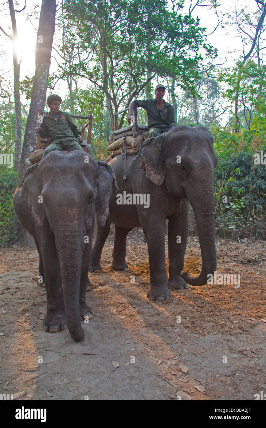 Asian Elephants in jungle safari, Elephas maximus Chitwan nature ...