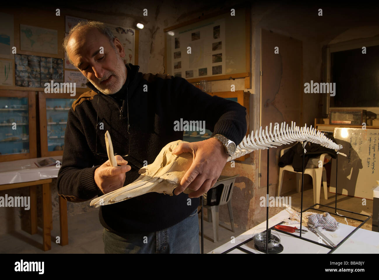 Dolphin anatomy hi-res stock photography and images - Alamy