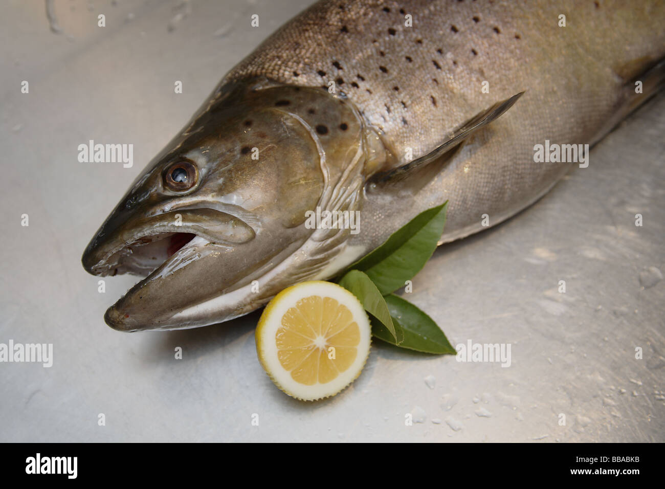 Emmon hi-res stock photography and images - Alamy
