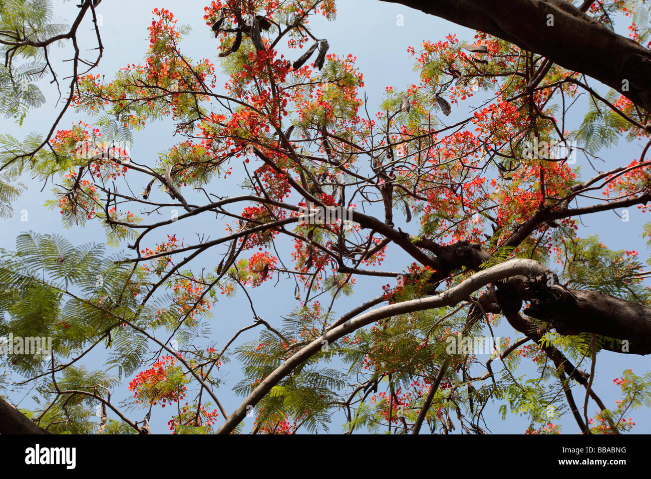 Flowers of Flame tree bloom in summer Stock Photo - Alamy