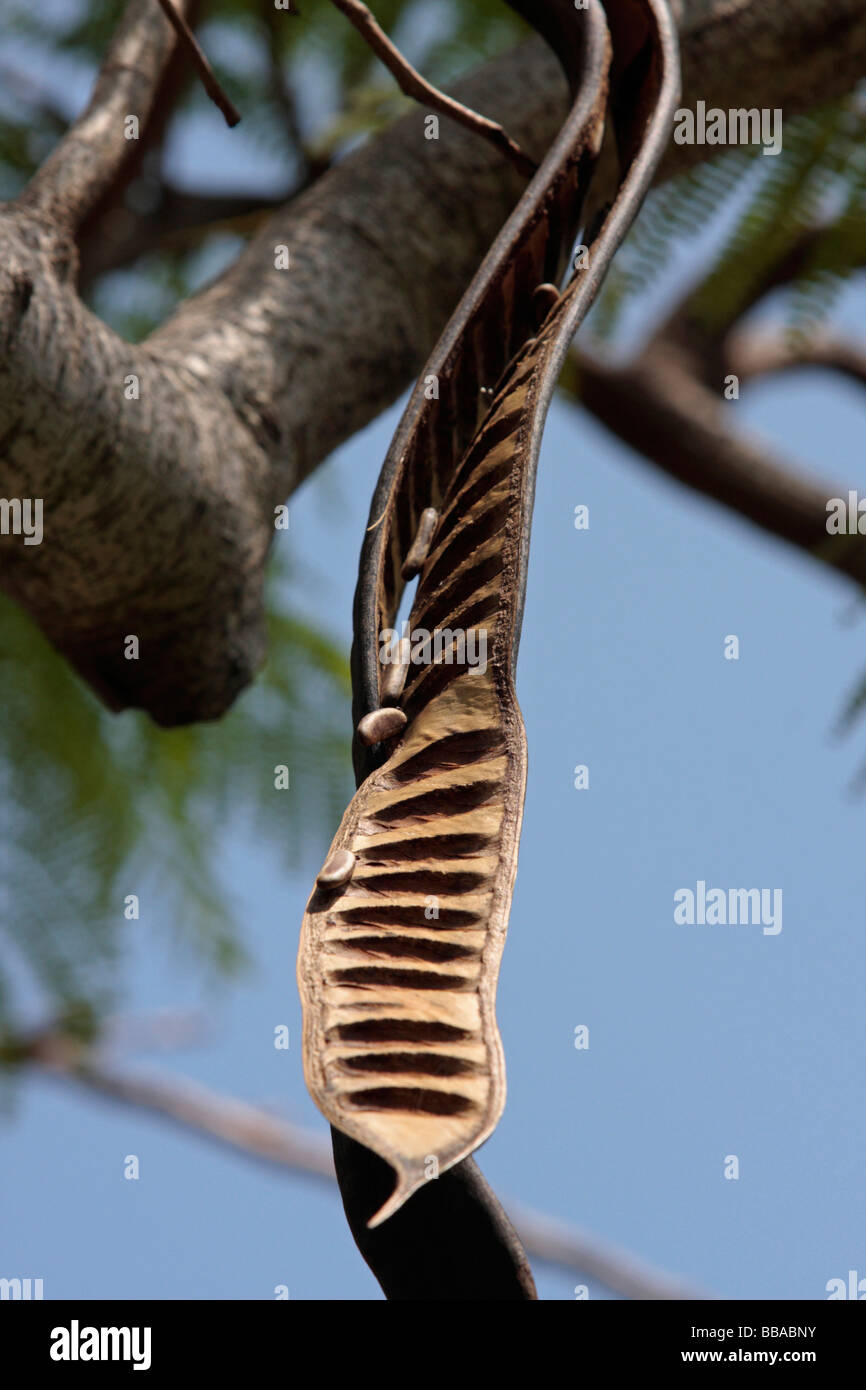 Pods of Flame tree Stock Photo - Alamy