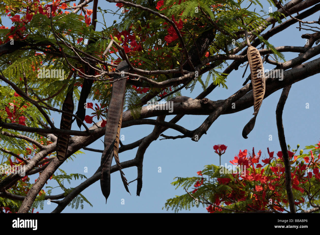 Pods of Flame tree Stock Photo - Alamy