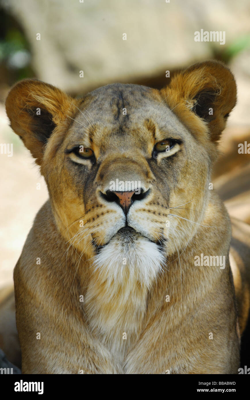 Closeup of a big african female lion Stock Photo - Alamy