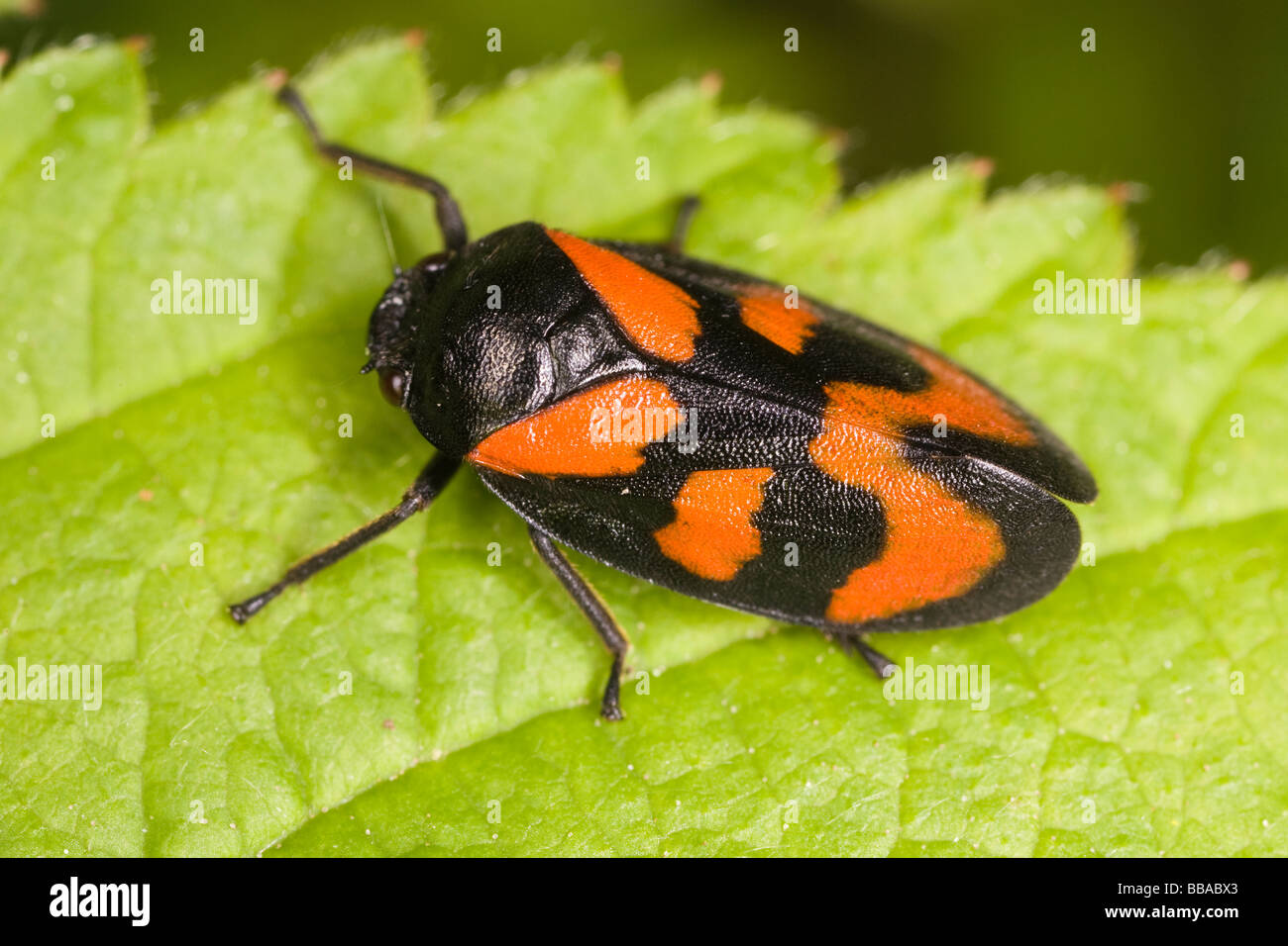 Cercopis vulnerata (Hemiptera: Cercopidae) leafhopper resting on a ...