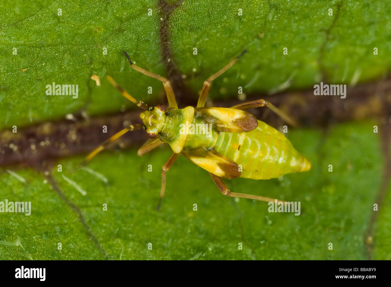 Dryophilocoris flavoquadrimaculatus (Hemiptera: Miridae) nymph Stock ...