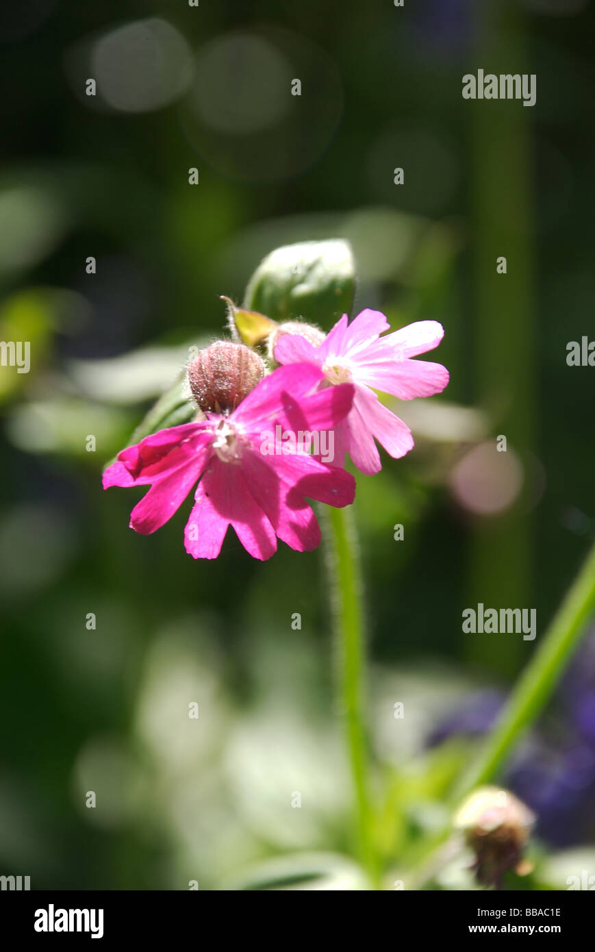 Red Campion flower in woodland, South Hams, Devon, UK Stock Photo - Alamy