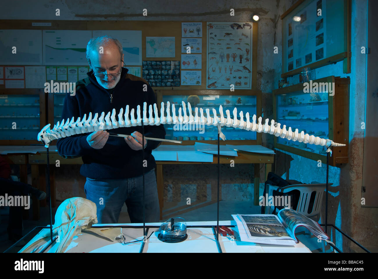 Dolphin skeleton hi-res stock photography and images - Alamy