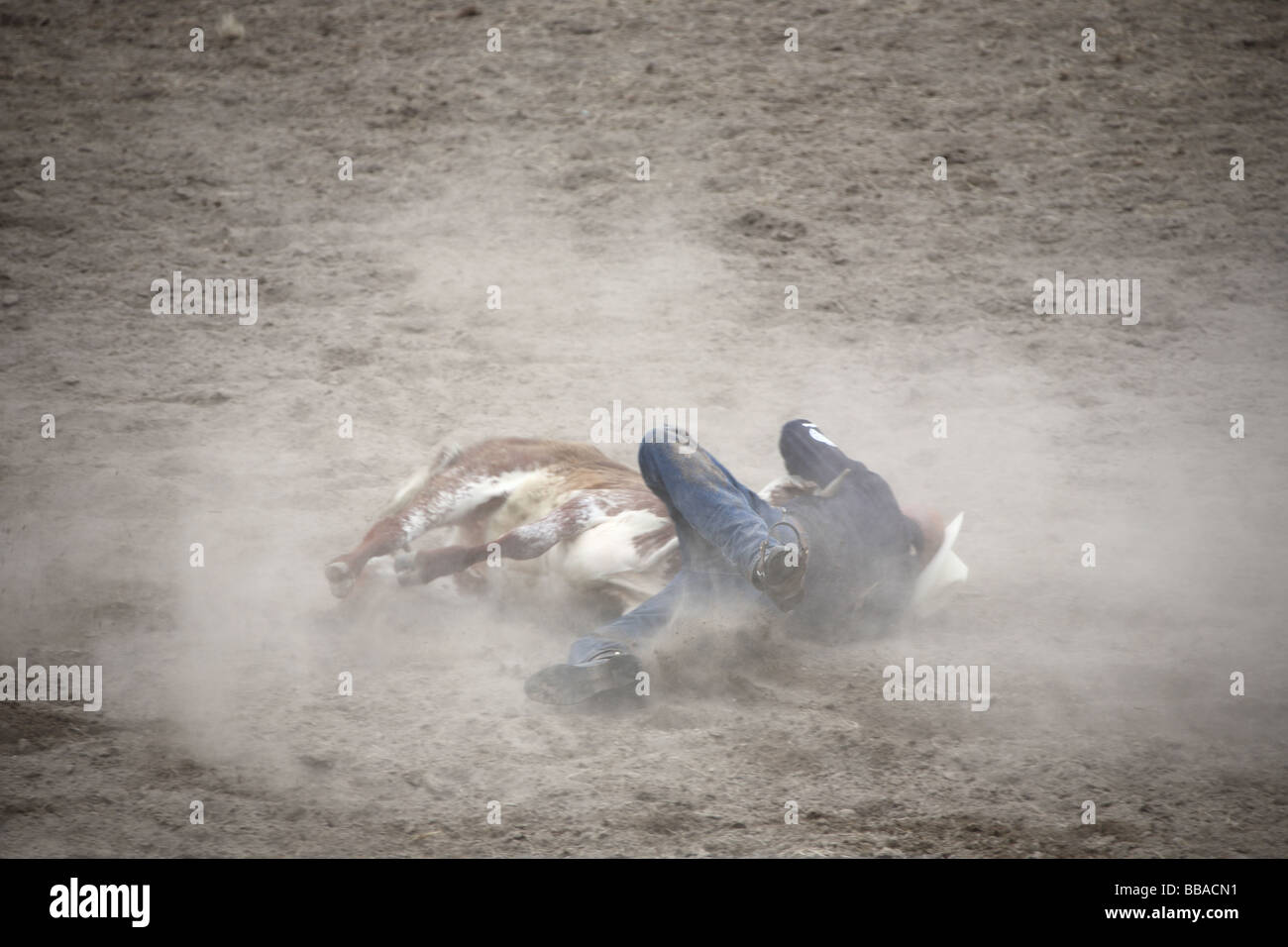 Catching a calf hi-res stock photography and images - Alamy