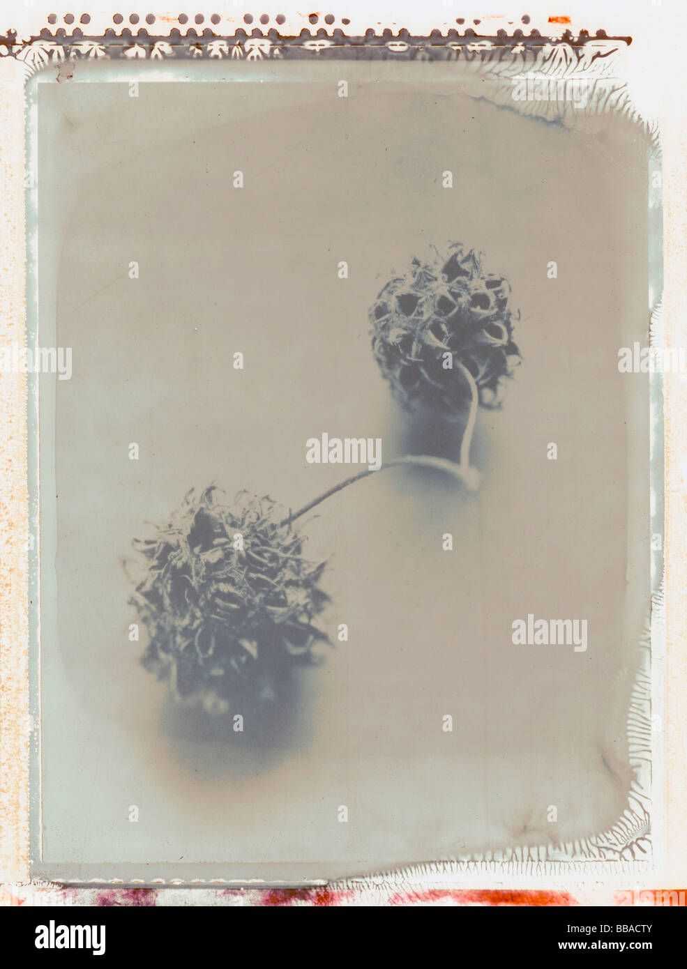 Plane tree seeds hi-res stock photography and images - Alamy