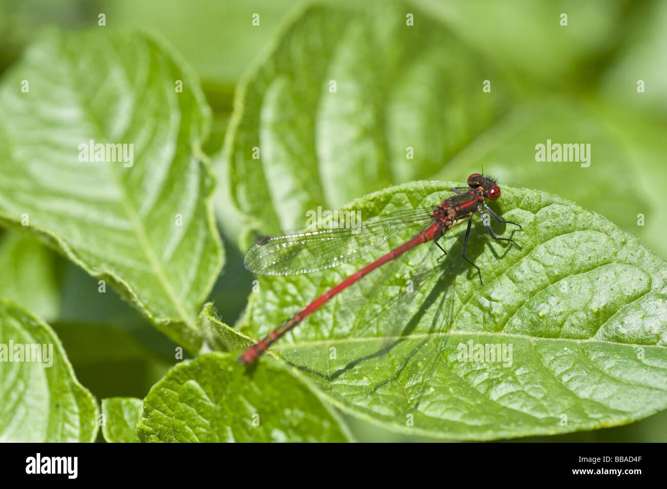 Red Wing Park Stock Photos & Red Wing Park Stock Images - Alamy