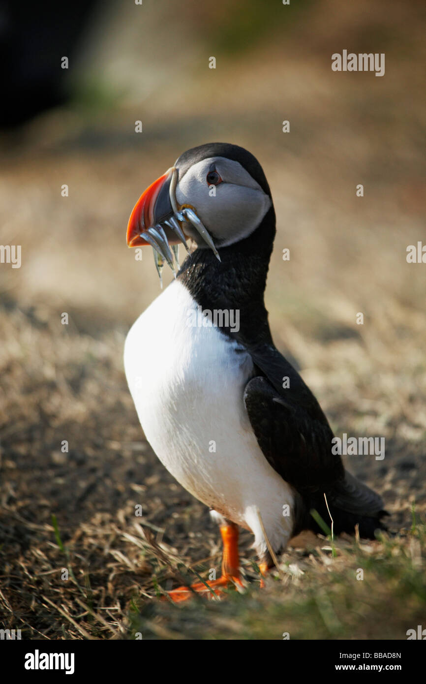 Puffin behavior hi-res stock photography and images - Alamy
