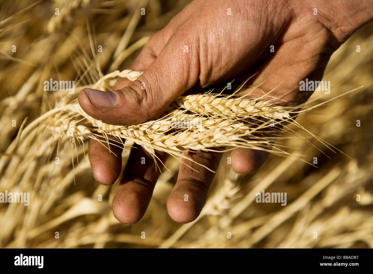 A hand holding wheat Stock Photo - Alamy