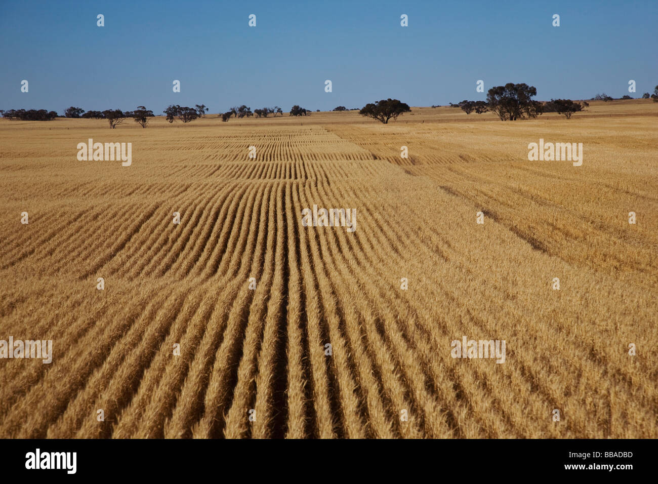 Wheat field horizontal hi-res stock photography and images - Alamy