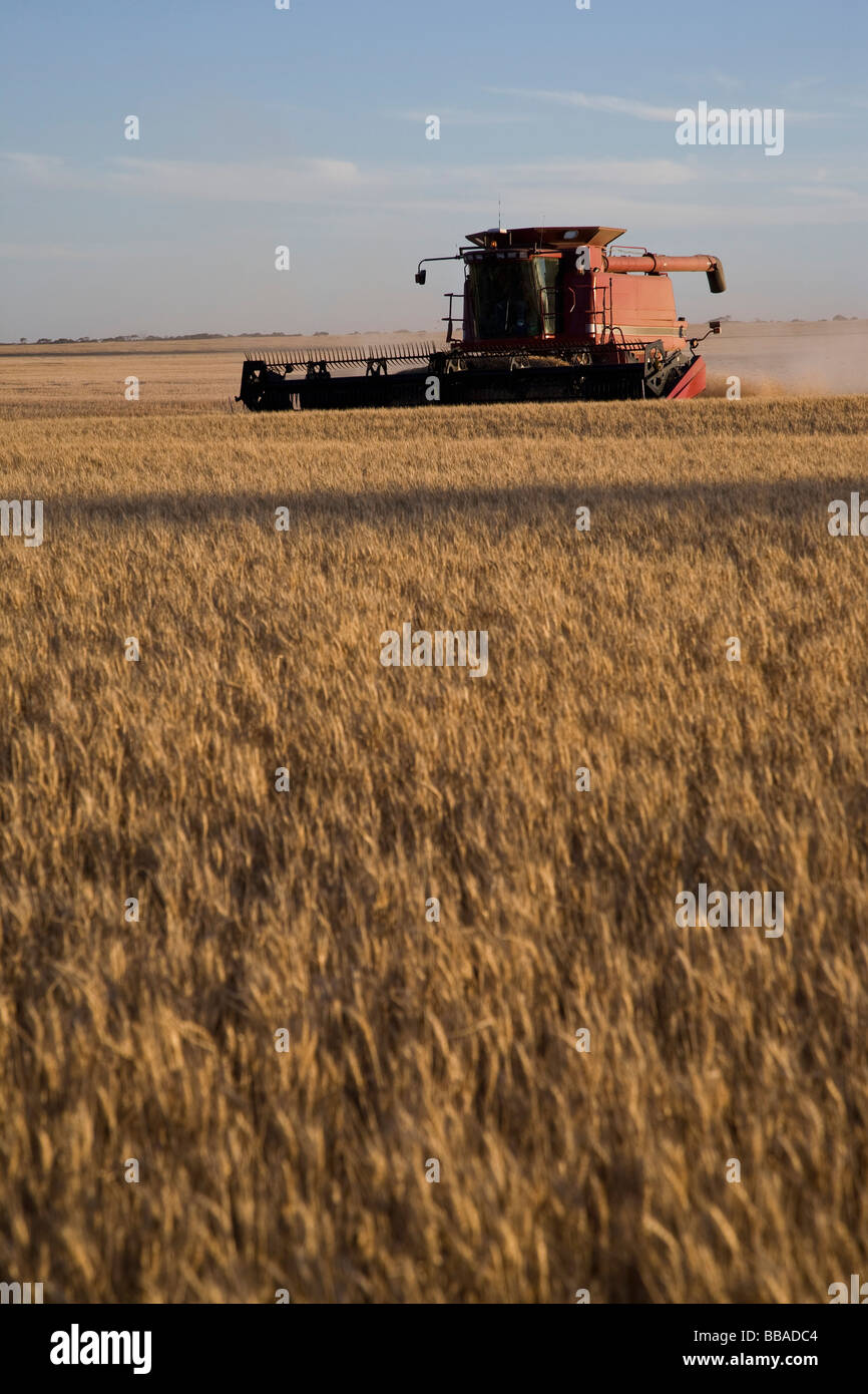 A combine harvesting a wheat field Stock Photo - Alamy