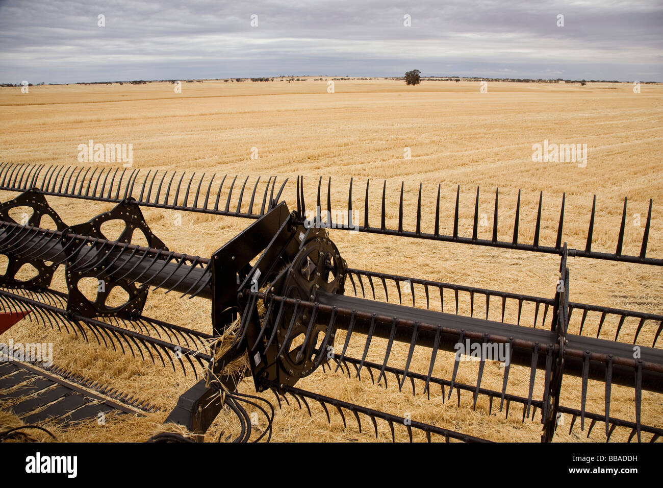 A combine harvesting a field Stock Photo - Alamy