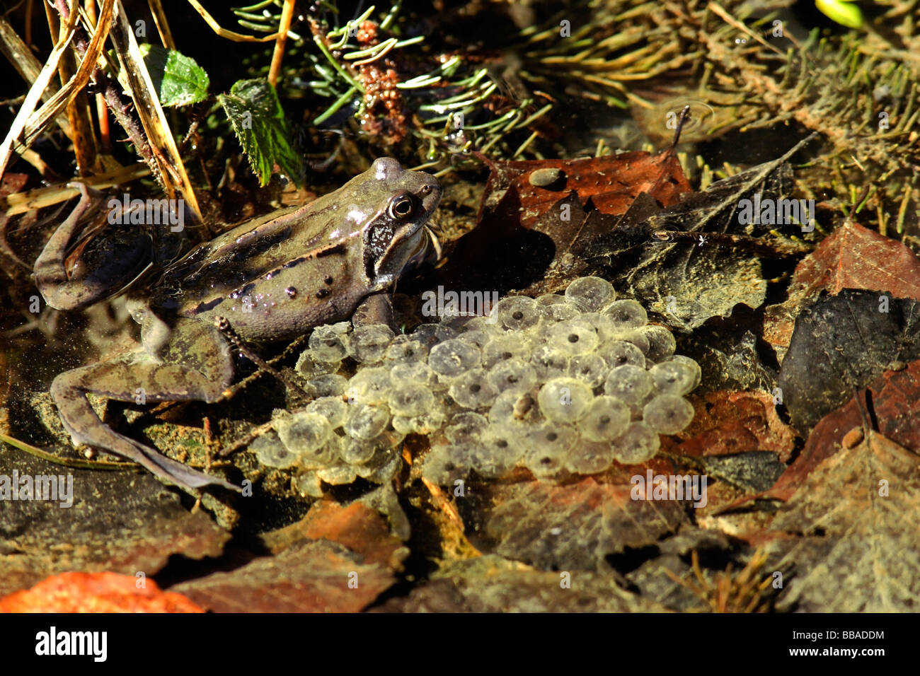 Grass Brown Frog and Spawn Rana temporaria Stock Photo - Alamy