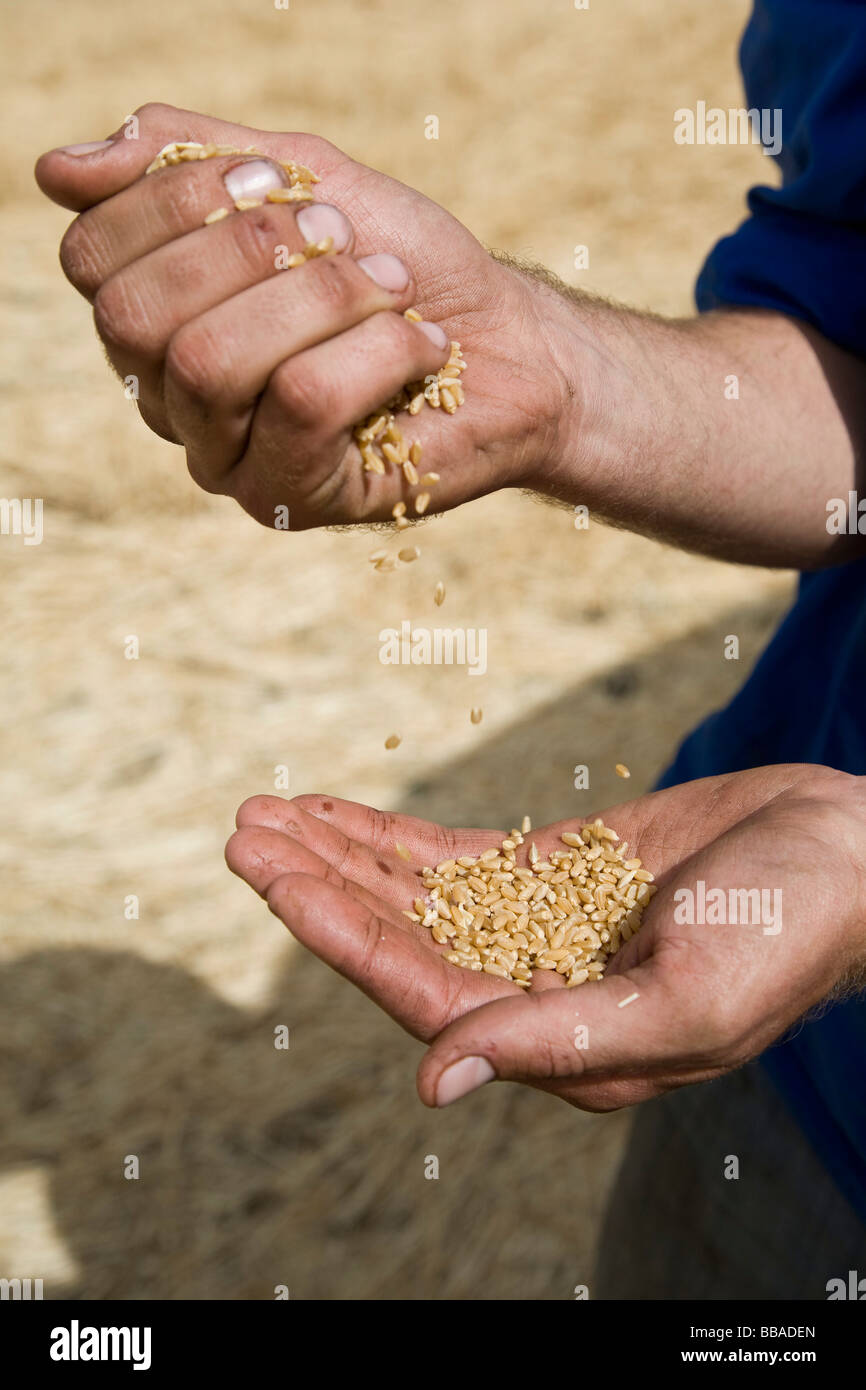 Close up hand touching wheat hi-res stock photography and images - Alamy